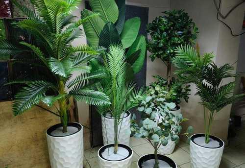 Деревья, растения: фикус, пальмы бамбук Арт195, от
