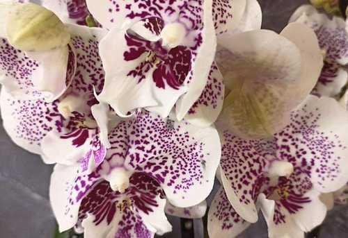Орхидея фаленопсис биг лип новый сорт