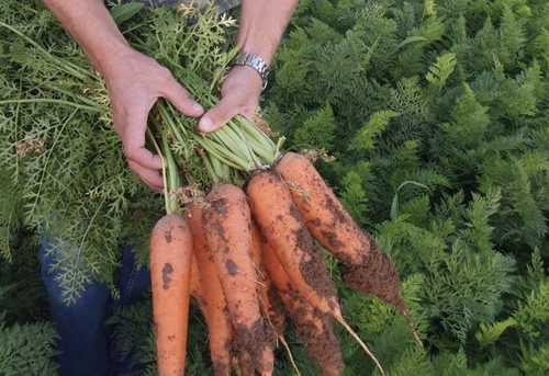 Семена моркови Харизма F1