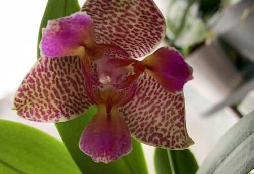 Орхидея фаленопсис пелорик "Сказка"арома