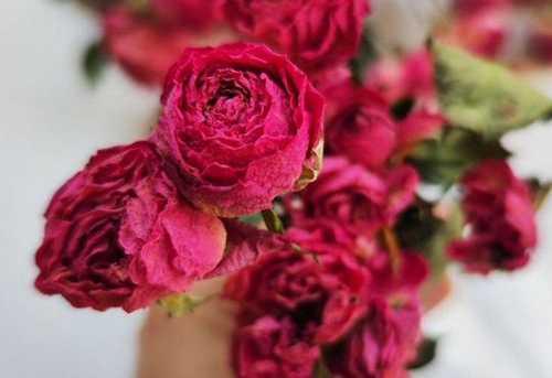 Букет из сухоцветов розы