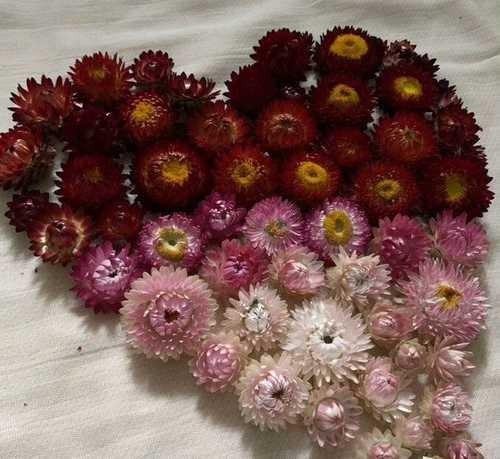 Сухоцветы гелихризум для декора