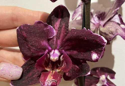 Орхидея фаленопсис мутант Шоколад