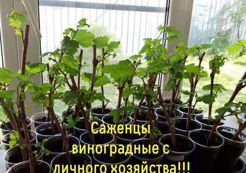 Саженцы винограда