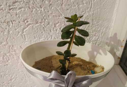 Денежное дерево флорариум подарки цветы