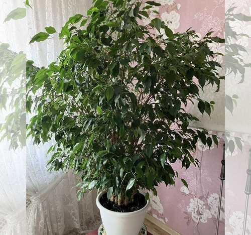 Бенджамина фикус, сорт Наоми