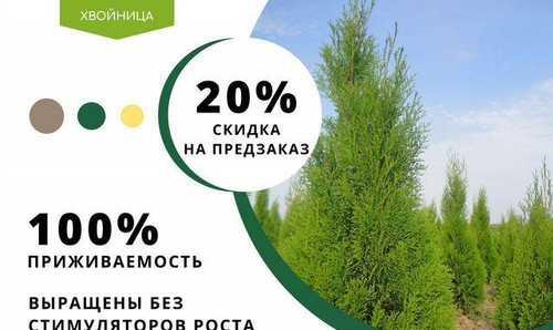 Туи 150 см