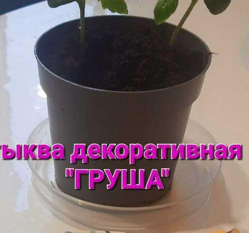 Семена тыквы декоративной "Груша"