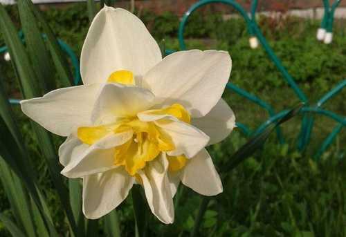 Нарциссы и тюльпаны сортовые луковицы