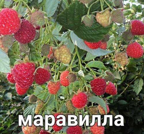 Саженцы малины