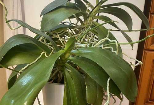 Орхидея фаленопсис Джулия