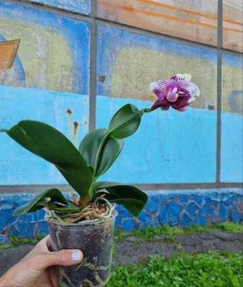 Орхидея фаленопсис мутант двуликий