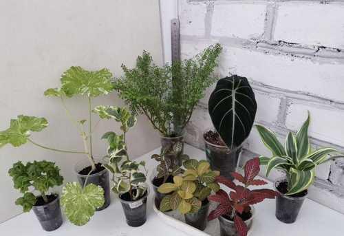 Домашние растения список 2