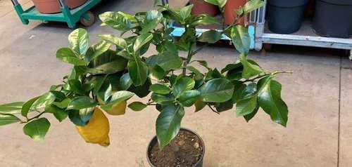 Лимон / Лимонное дерево Сицилия Н 74 см