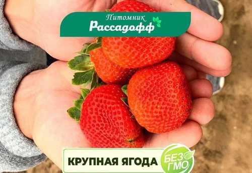 Рассада клубники. Элитные сорта