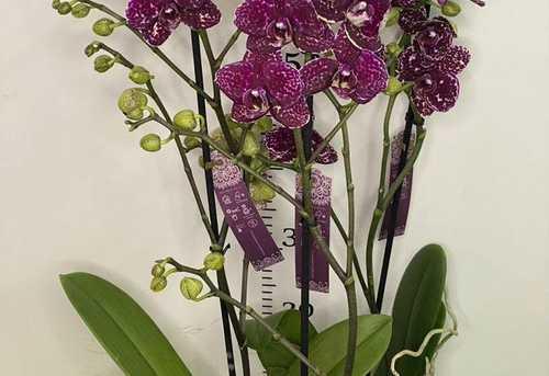 Орхидея фаленопсис Дикий кот