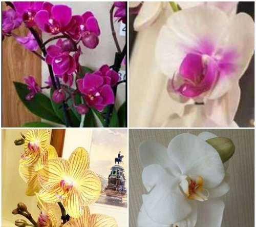 Орхидея Фаленопсис сортовая отцвела