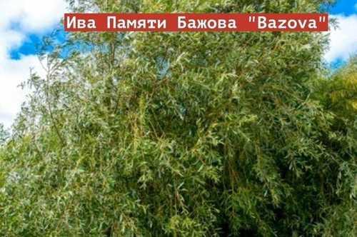 Ива Памяти Бажова Bazova С10 150-175 см