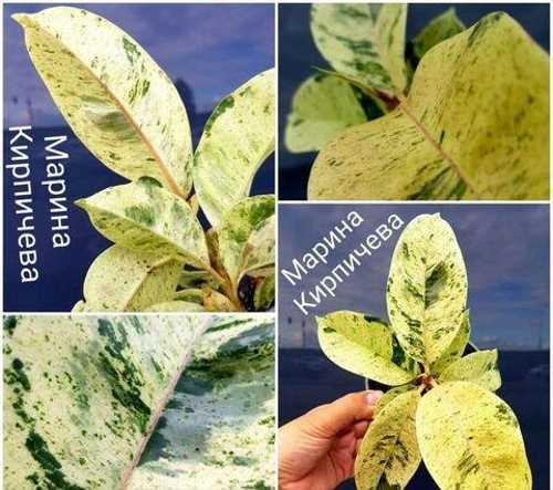 Фикус "Elastica Schriveriana"