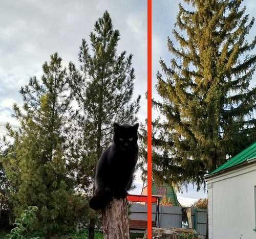Продам ель живую