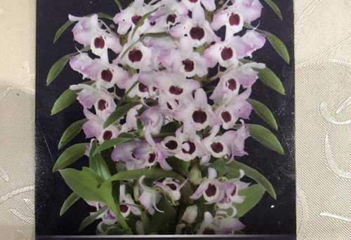 Орхидея дендробиум нобиле