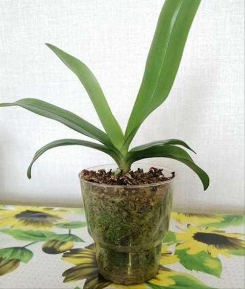 Орхидея фаленопсис мини сортовая