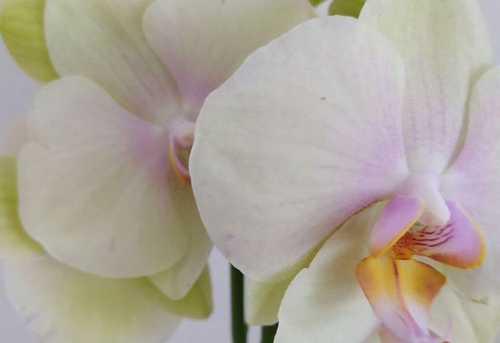 Орхидея фаленопсис Скульптор