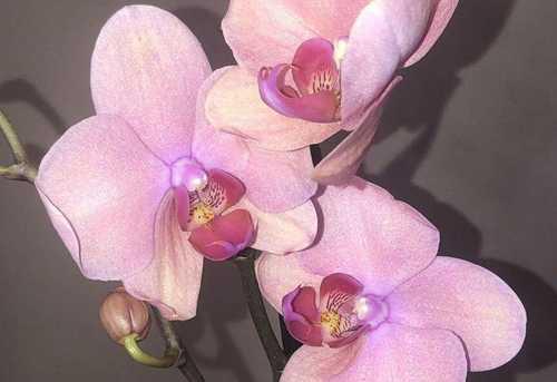 Коралловая орхидея фаленопсис Nadion