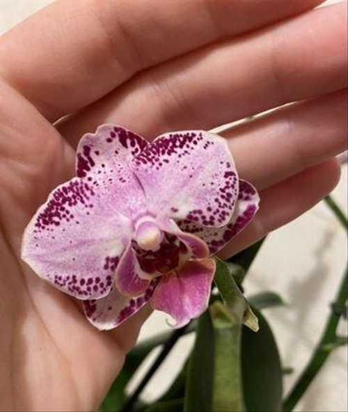 Орхидея фаленопсис (отцвели)
