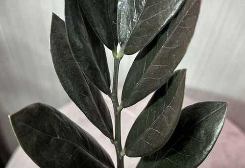 Замиокулькас Black leaves ex Korea
