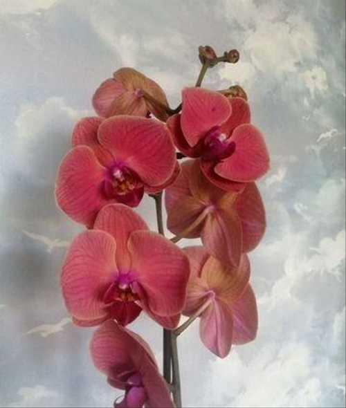 Орхидея коралловая, цветет сейчас, отправляю