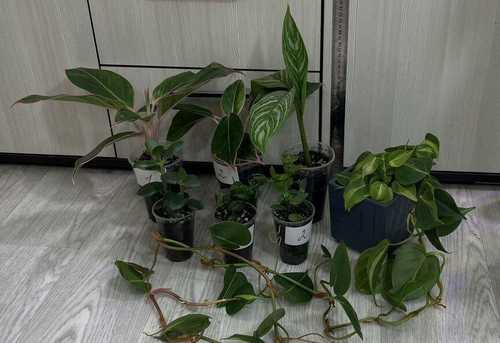 Комнатные растения