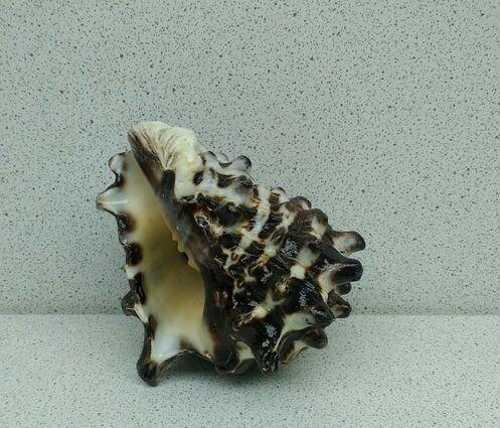 Вазум Керамикум 7 морская ракушка раковина