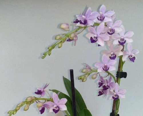 Орхидея фаленопсис В26 Phal. Tzu Chiang Sapphire