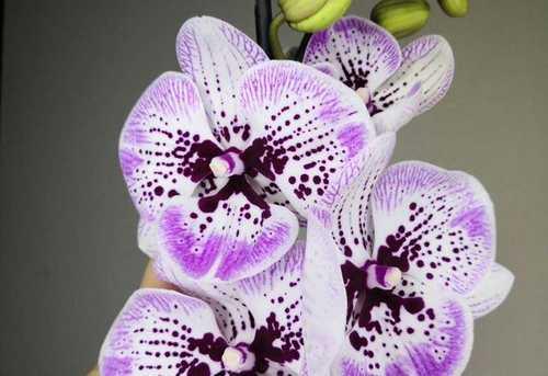 Орхидея фаленопсис Нон лип