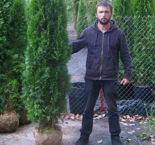 Продам 47 туй Смарагд в Богородске. На апрель