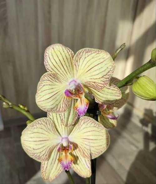 Орхидея Торино