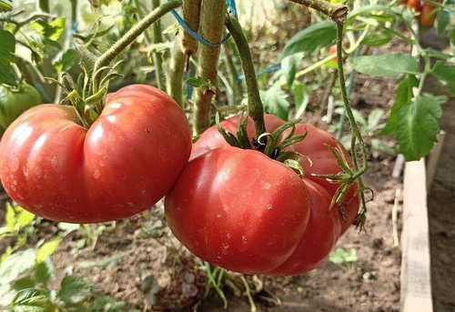 Рассада томатов для теплицы