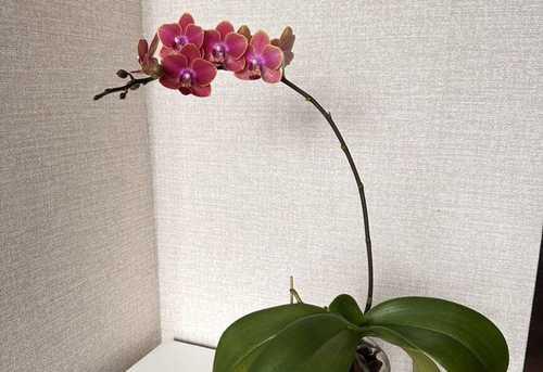 Орхидея фаленопсис " Sogo Super"