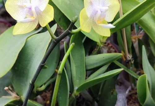 Орхидея фаленопсис сотр Green Batman