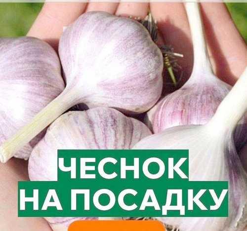 Чеснок озимый