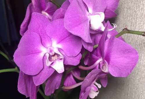 Орхидеи фаленопсис сортовые