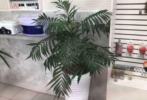 Растения для офиса