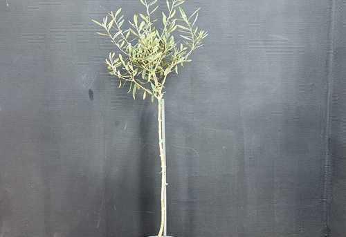 Олива, оливковое дерево 120-130 см