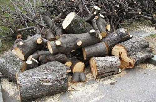 Приму дрова сырые, спиленые деревья