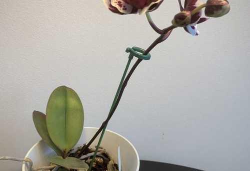 Орхидея фаленопсис P.Yaphon Black Butterfly