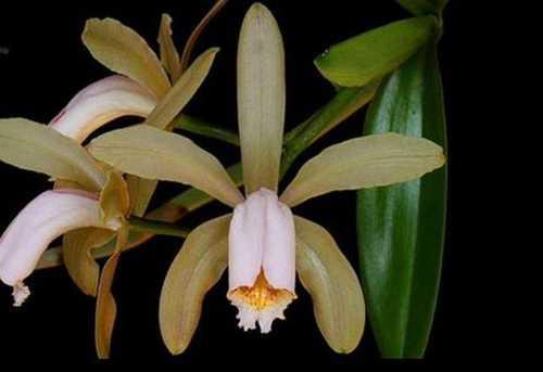 Орхидеи, катлеи forbesi, dowiana и др
