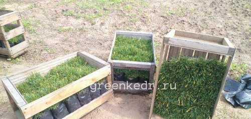 Сеянцы Кедр Сибирский 20см окс