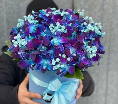 Дендробиум / орхидеи синие / цветы на 8 марта