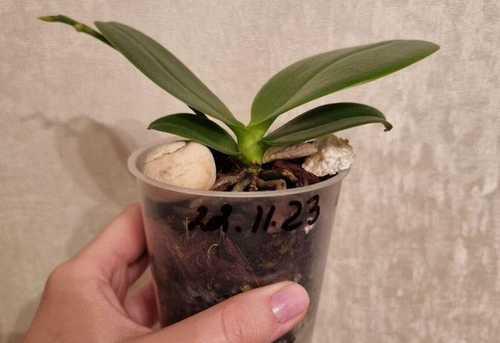 Орхидея фаленопсис Бронзовый Будда